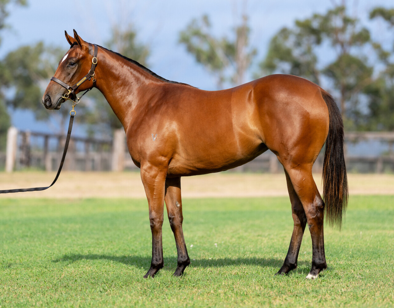 Cavalry Girl - Prime Thoroughbreds