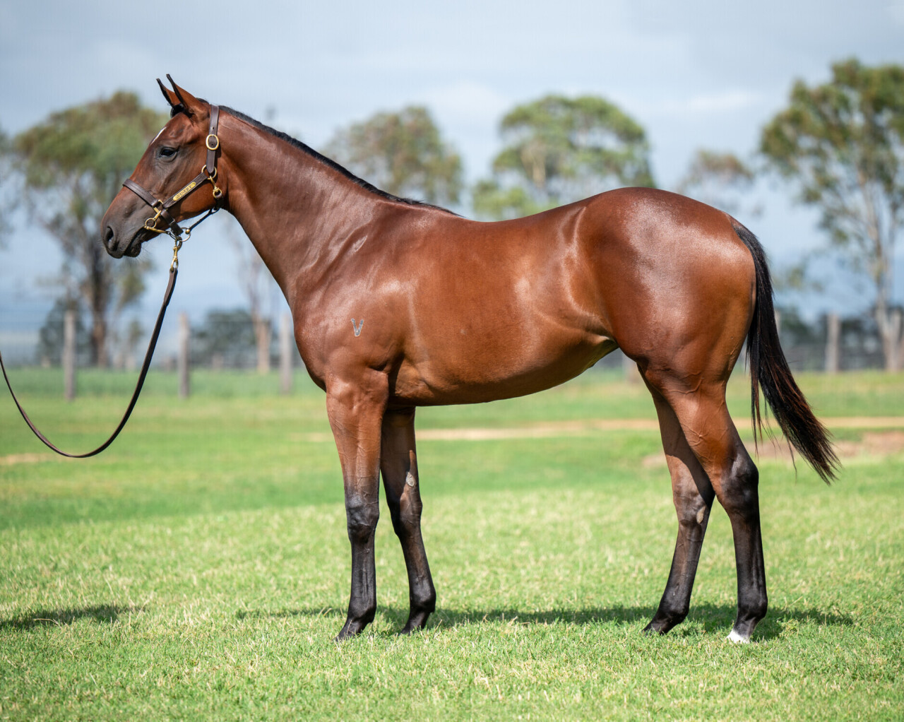 Flying Fury - Prime Thoroughbreds